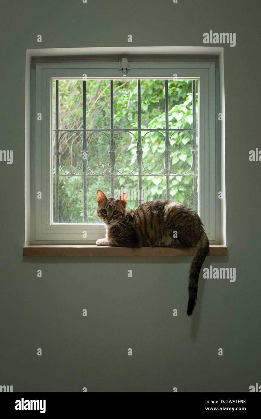 Grey and brown tiger-stripe tabby cat sitting on a window sill with ...