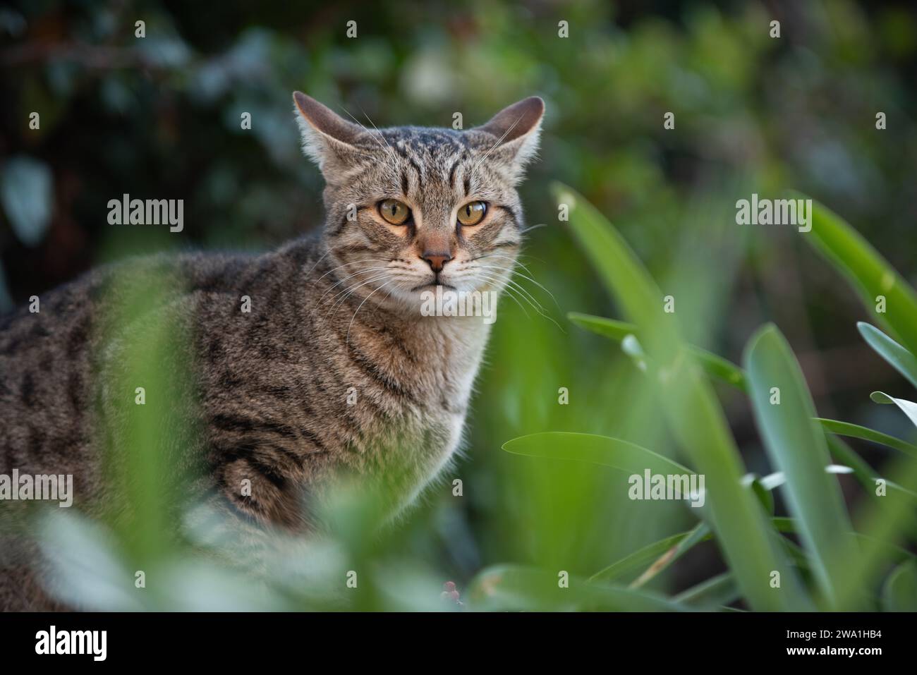 Portrait dirty stray feral cat hi-res stock photography and images - Alamy
