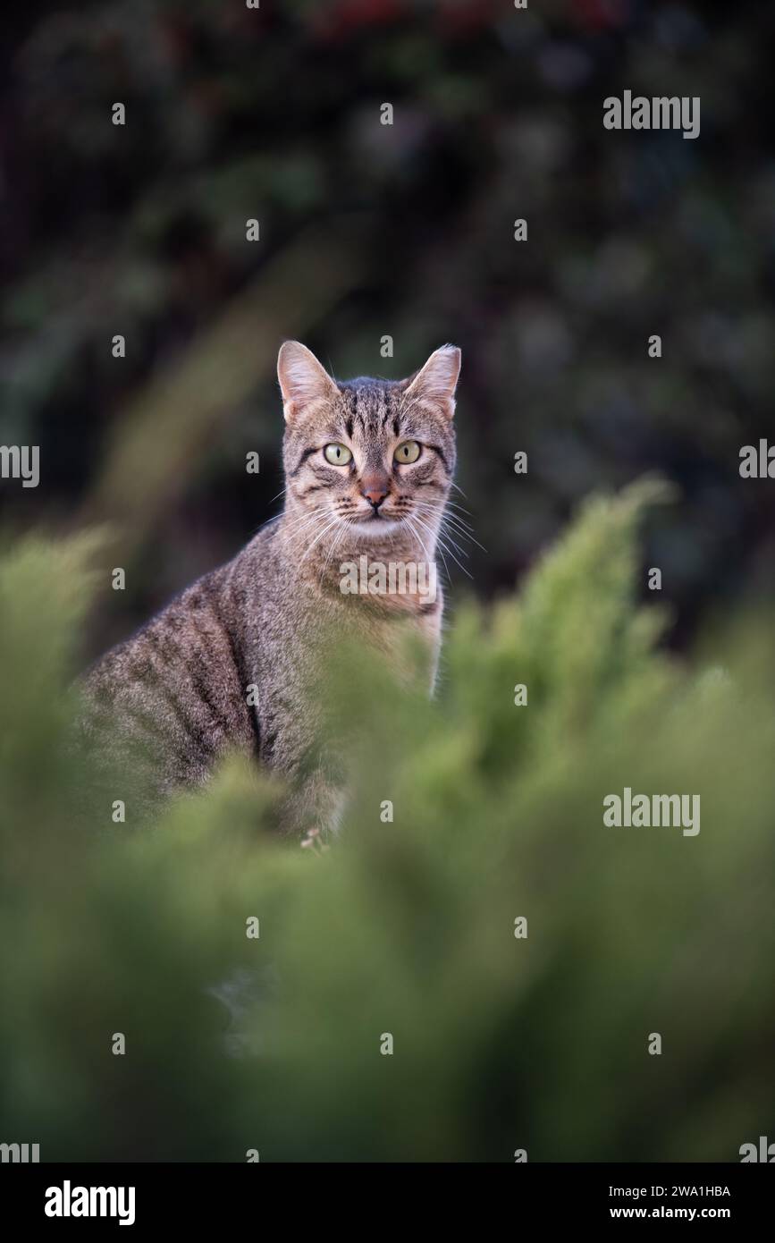 Portrait of an grey, tiger-stripe adult, feral Jerusalem street cat ...