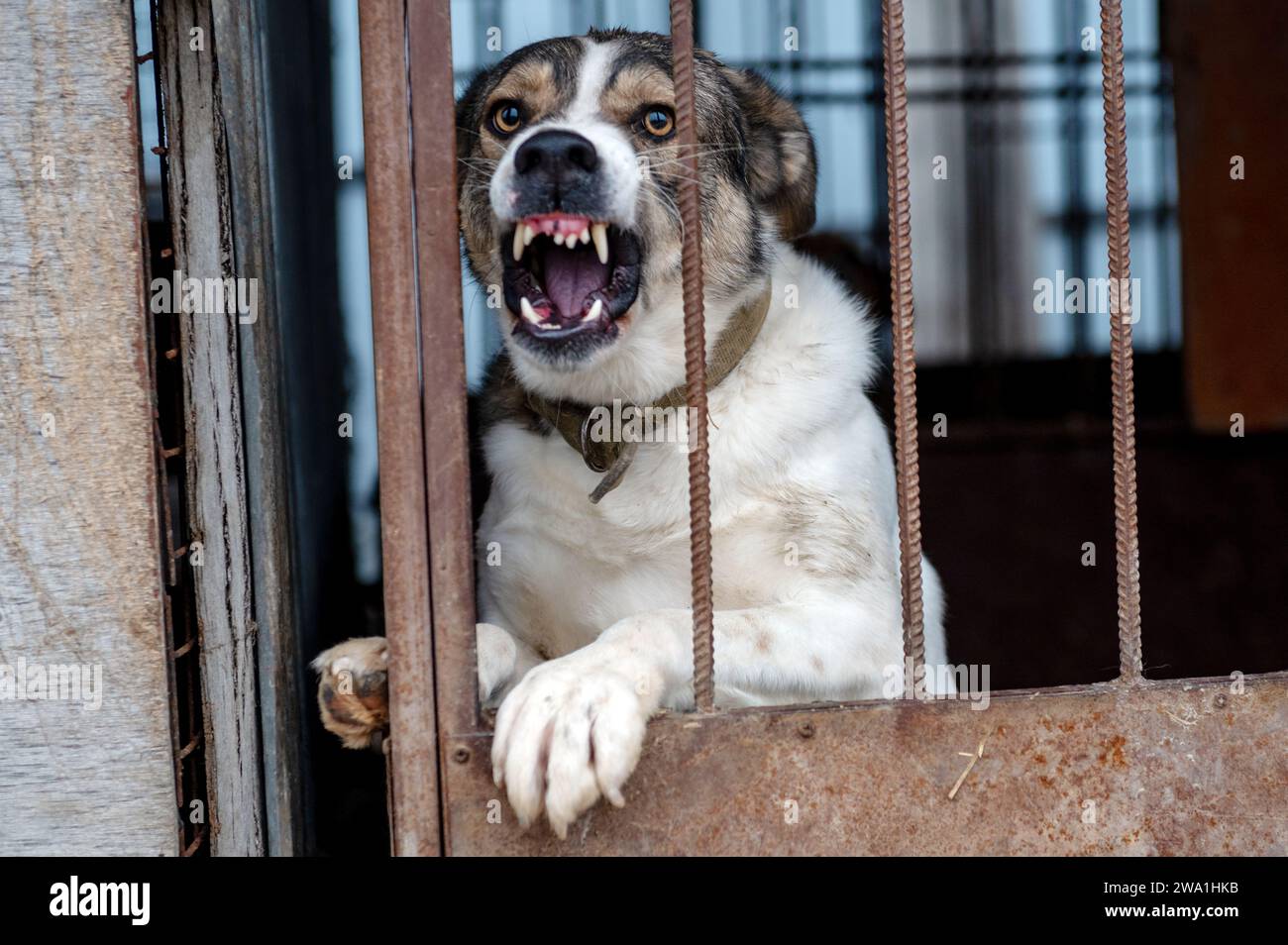 Angry mongrel dog in a cage at an animal shelter. Portrait of an angry ...