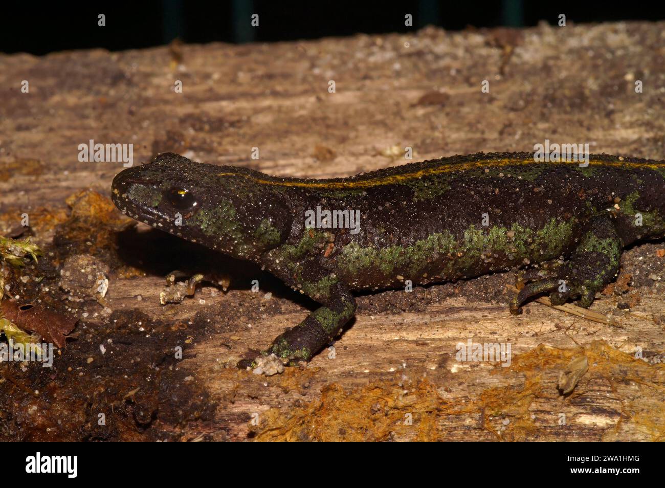 Detailed closeup on a rarely photographed European hybrid newt species ...