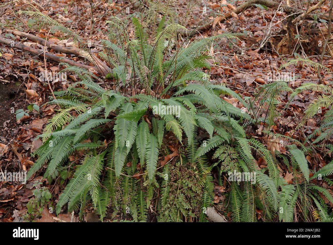 Natural closeup on the European evergreen, Hard fern, Blechnum spicant ...