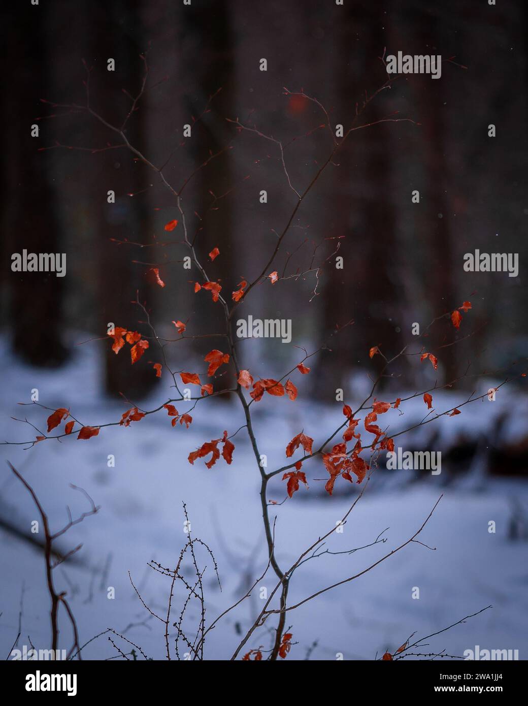 Moody scenery hi-res stock photography and images - Alamy