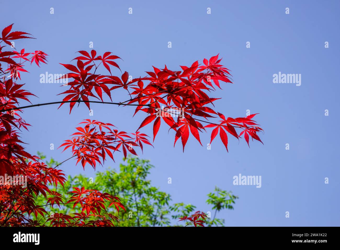 Romantic red leaves look like maple leaves. The Puhua Dark River is a ...