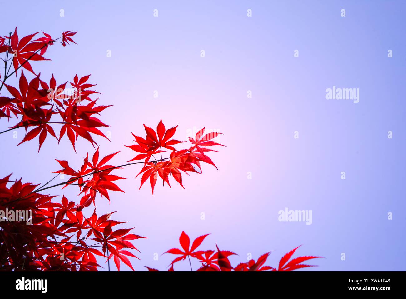 Romantic red leaves look like maple leaves. The Puhua Dark River is a ...