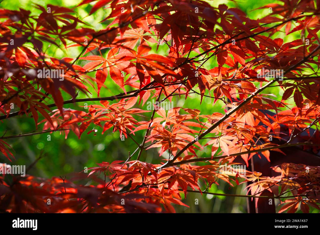 Romantic red leaves look like maple leaves. The Puhua Dark River is a ...