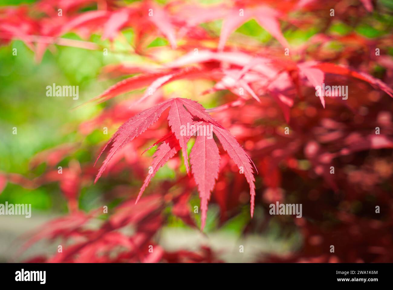 Romantic red leaves look like maple leaves. The Puhua Dark River is a ...