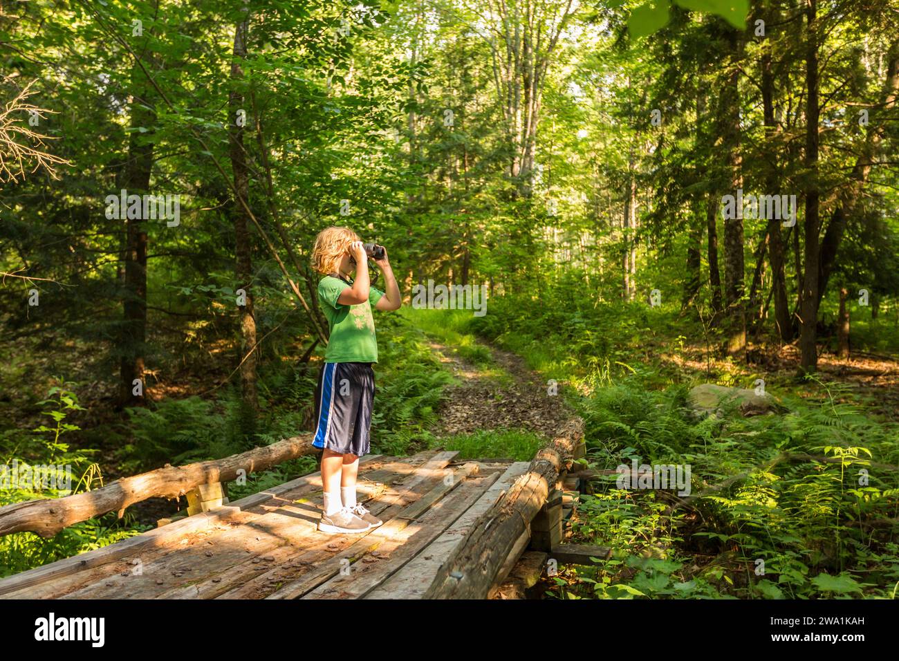 A boy birdwatching on a forest trail in Madbury, New Hampshire Stock ...