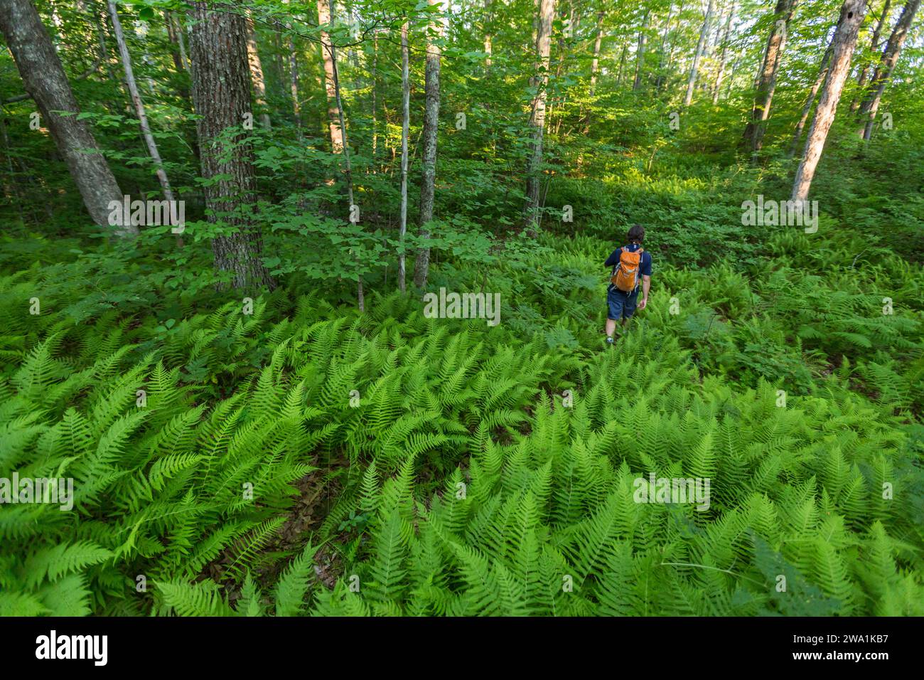 A man explores the forest in Madbury, New Hampshire Stock Photo - Alamy
