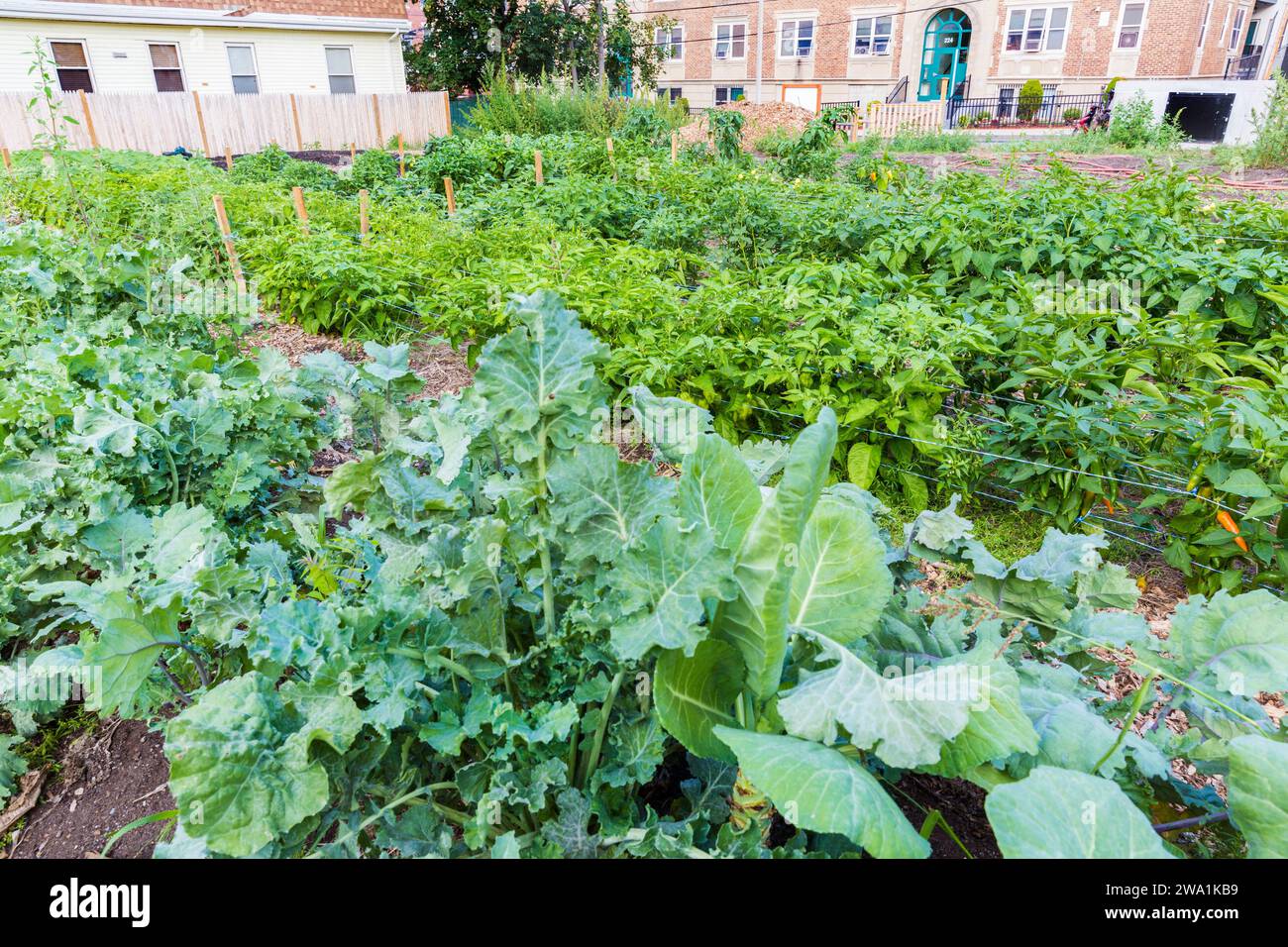 Kale, collard greens, and peppers growing at the Garrison-Trotter Farm ...