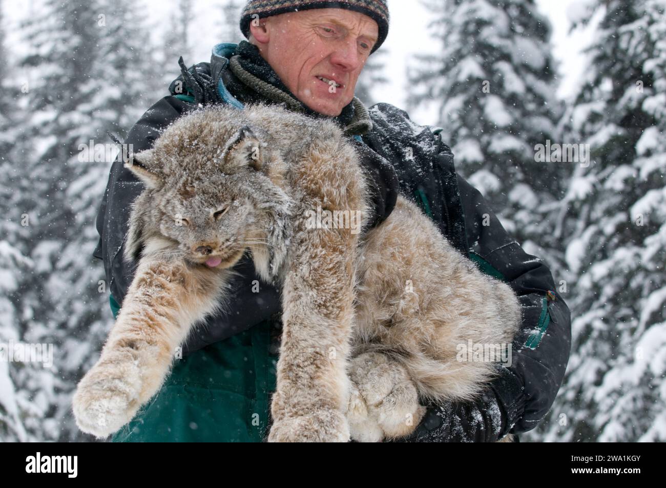 A research wildlife biologist carries the tranquilized female lynx down ...