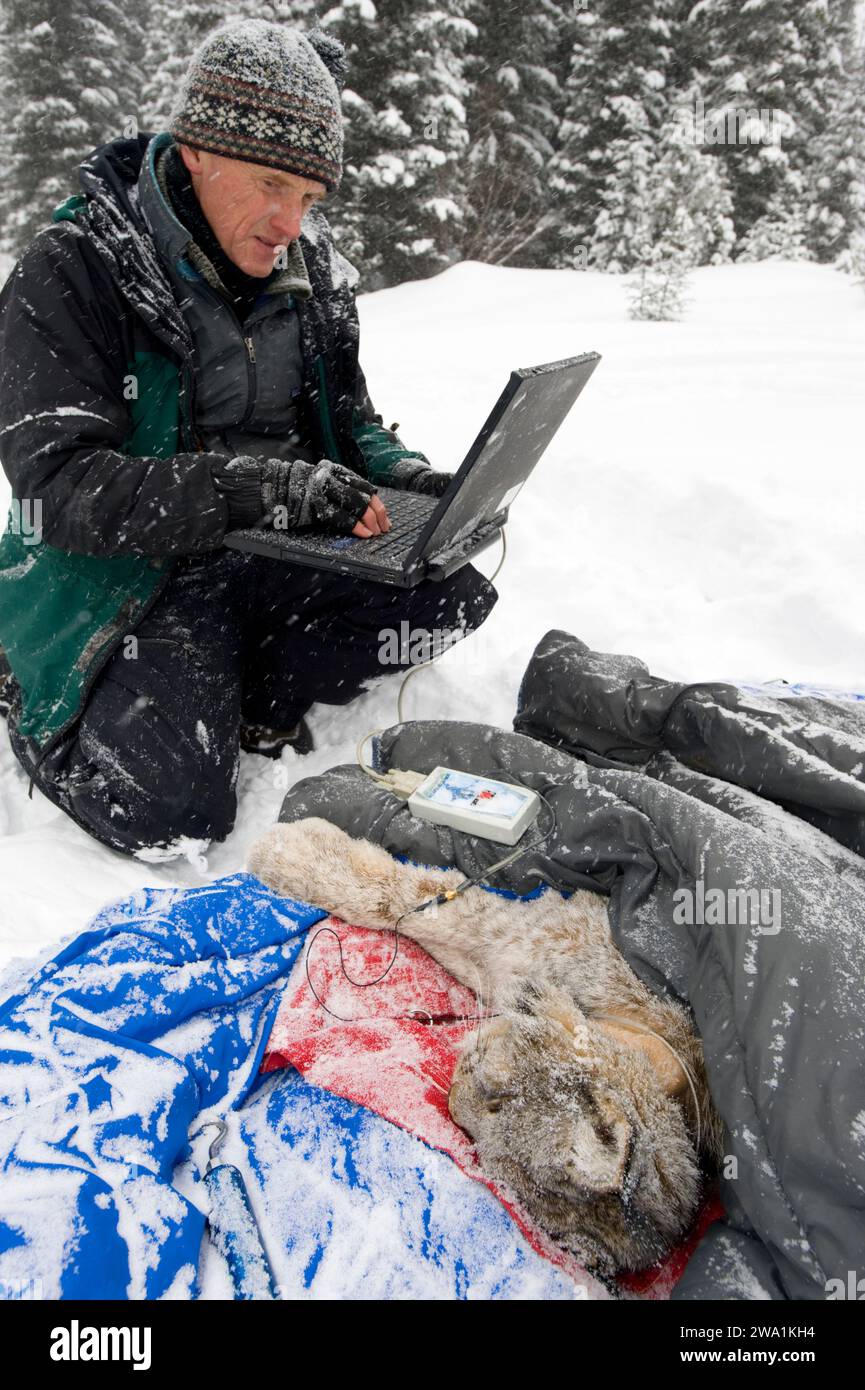 A research wildlife biologist hooks his computer tho the GPS collar on ...