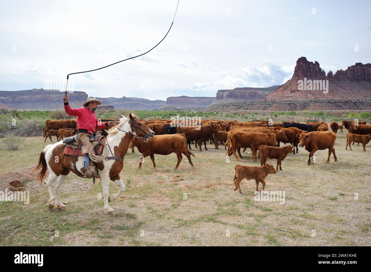 Cattle roundup on a ranch, next to Canyonlands NP, UT Stock Photo - Alamy