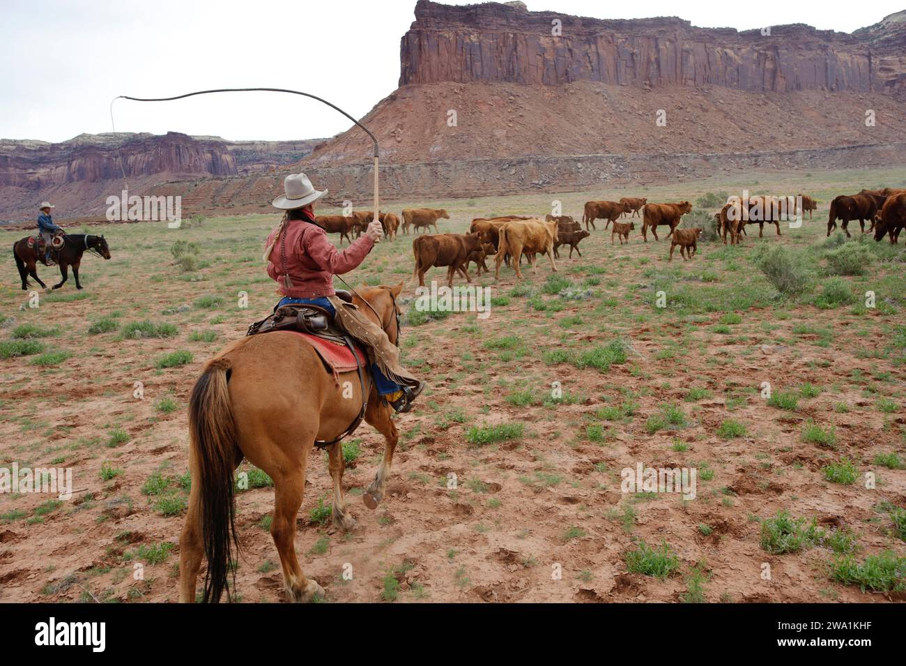 Cowboy on a cattle drive hi-res stock photography and images - Alamy
