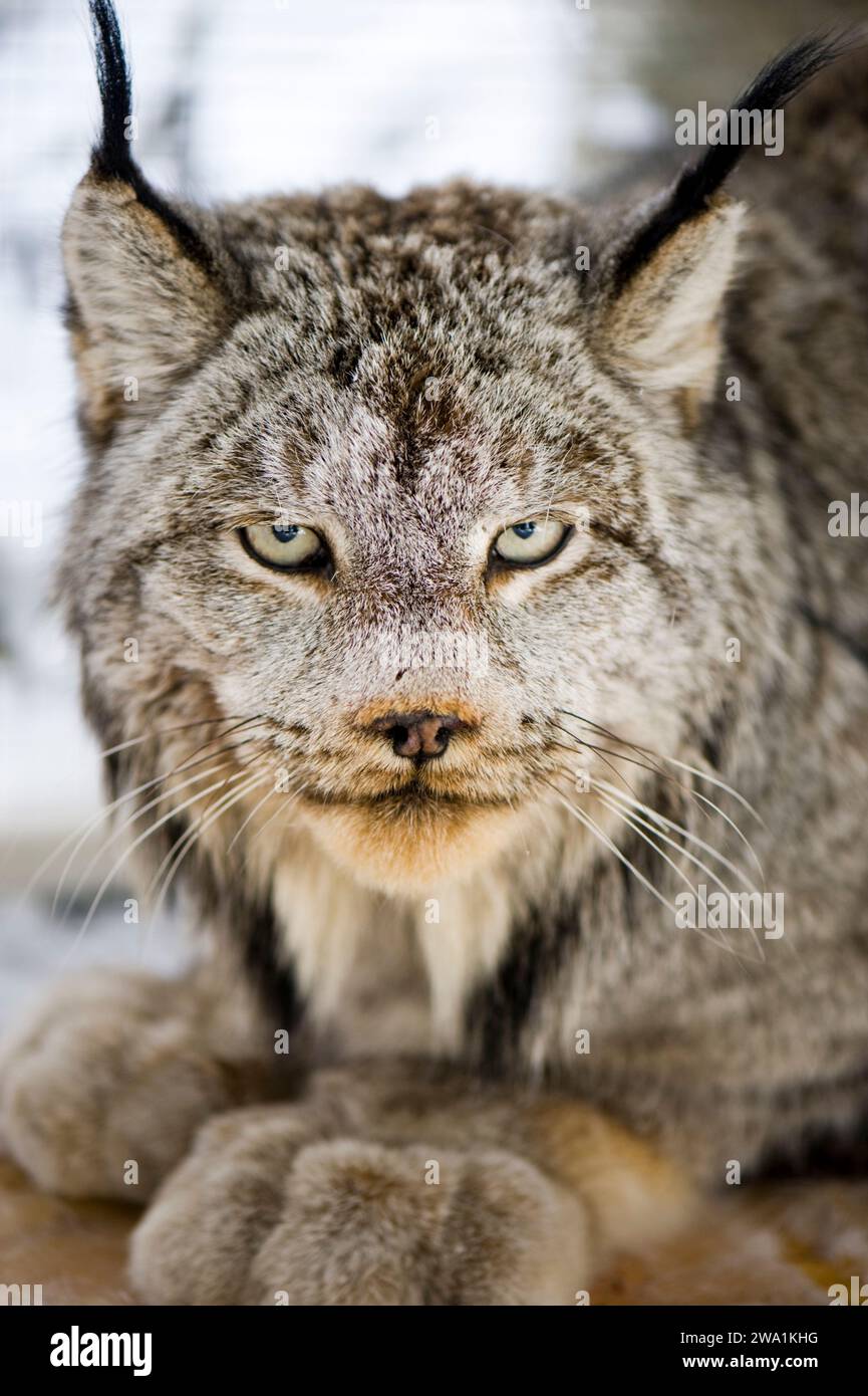 Large collared male lynx in trap, portraits Stock Photo - Alamy