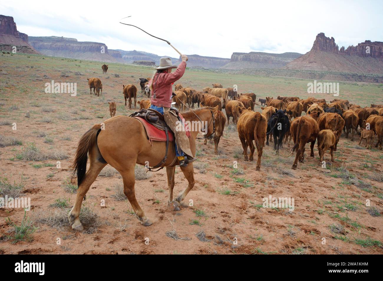 Cowboy on a cattle drive hi-res stock photography and images - Alamy