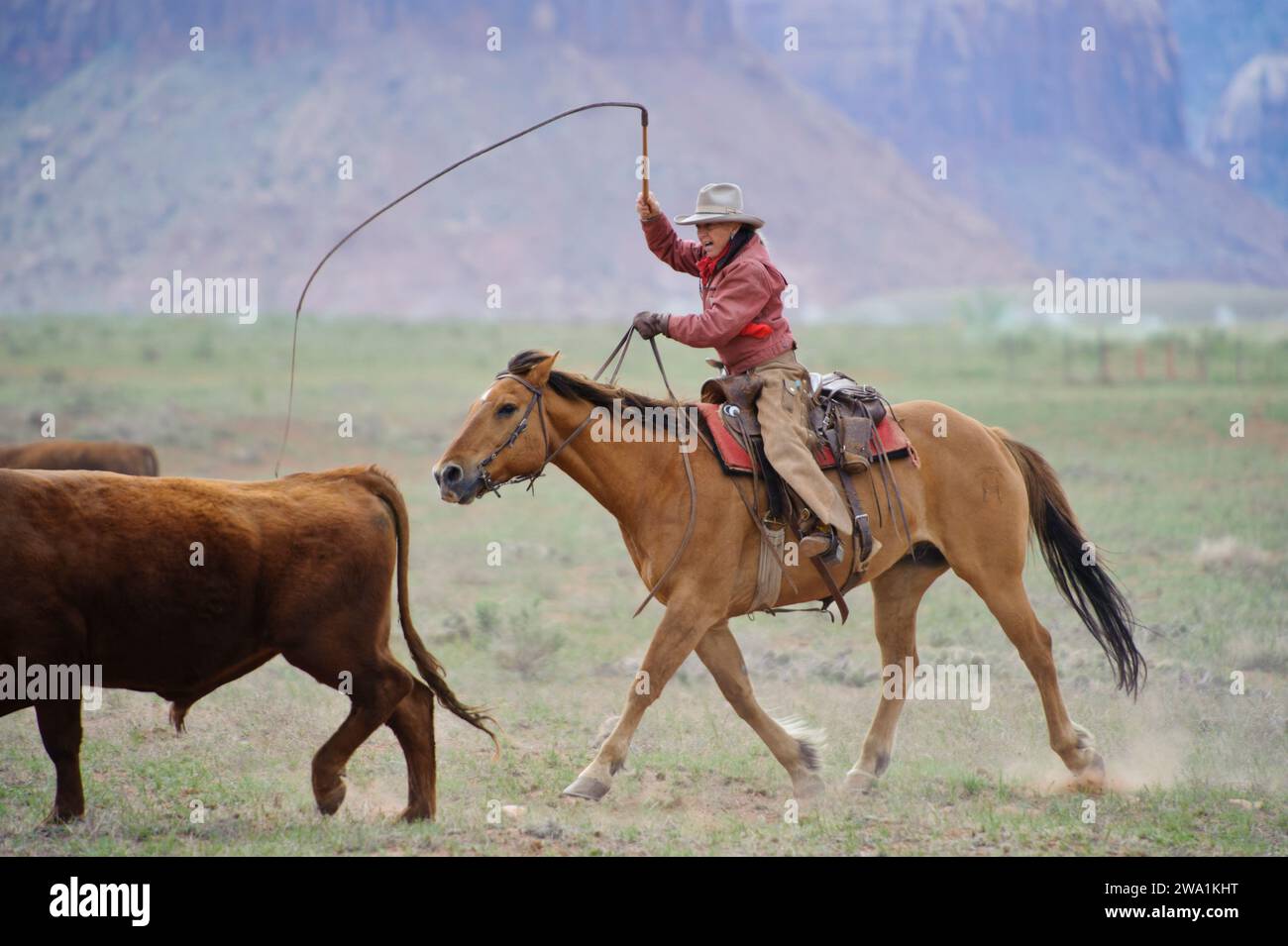 Cowboy on a cattle drive hi-res stock photography and images - Alamy