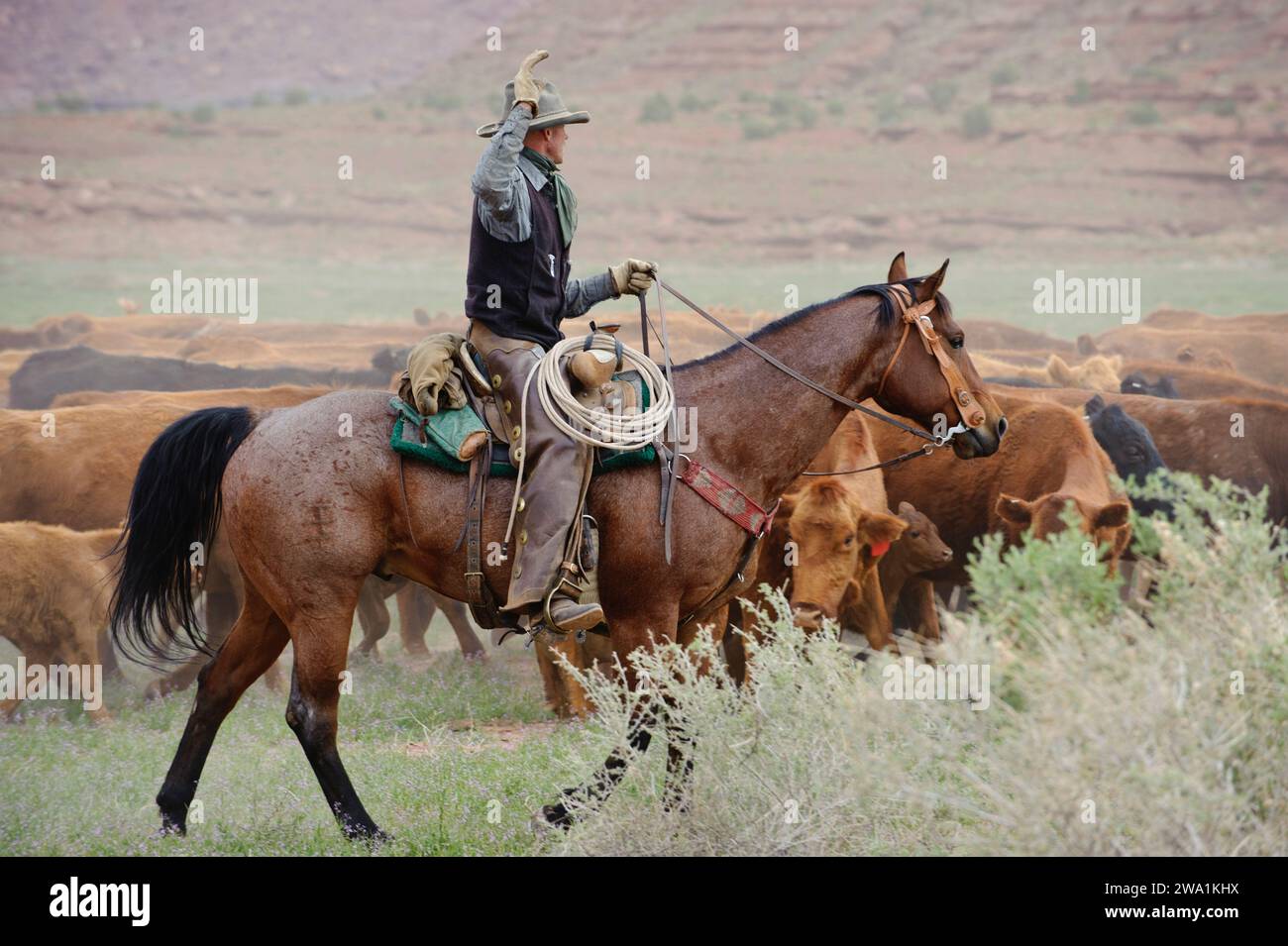 Cattle roundup on a ranch, next to Canyonlands NP, UT Stock Photo - Alamy
