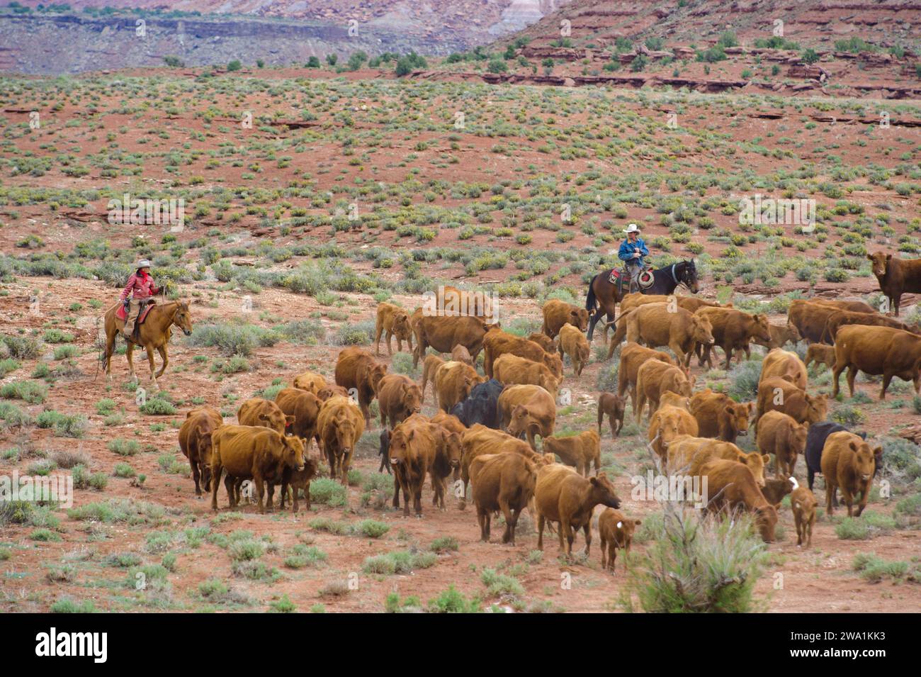 Cowboy on a cattle drive hi-res stock photography and images - Alamy