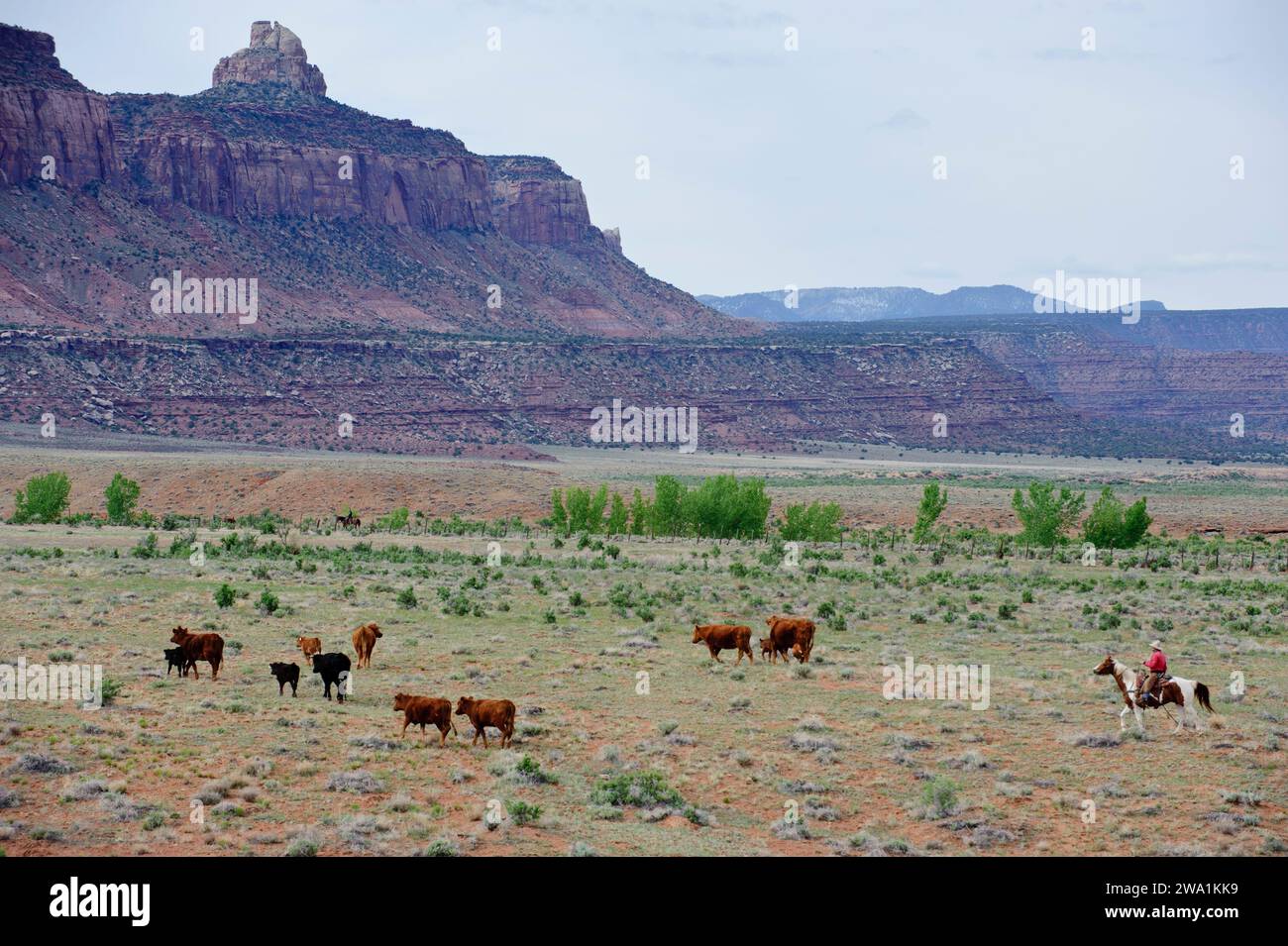 Cattle roundup on a ranch, next to Canyonlands NP, UT Stock Photo - Alamy