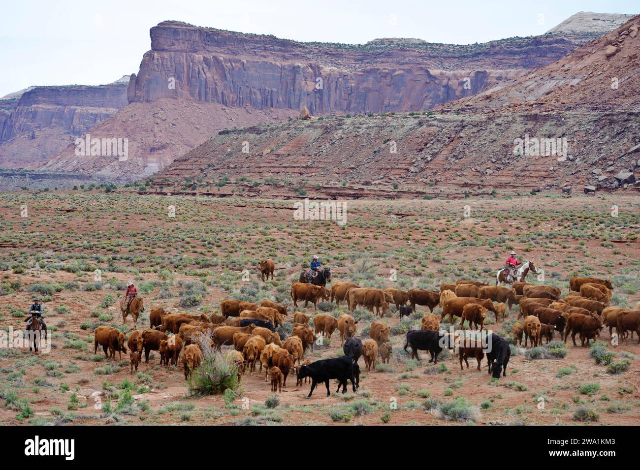 Horse riding cattle women hi-res stock photography and images - Alamy