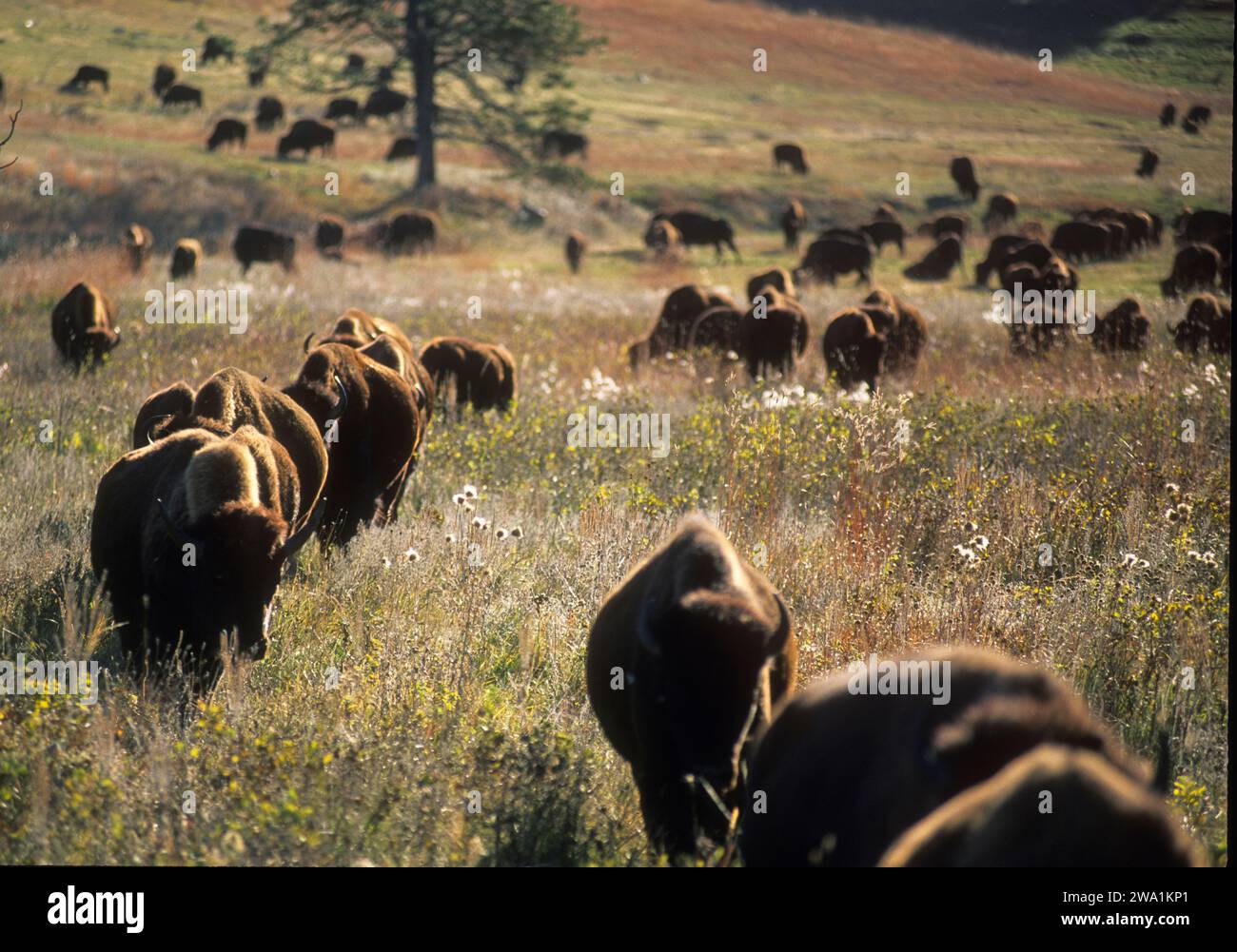 Bison, South Dakota Stock Photo - Alamy