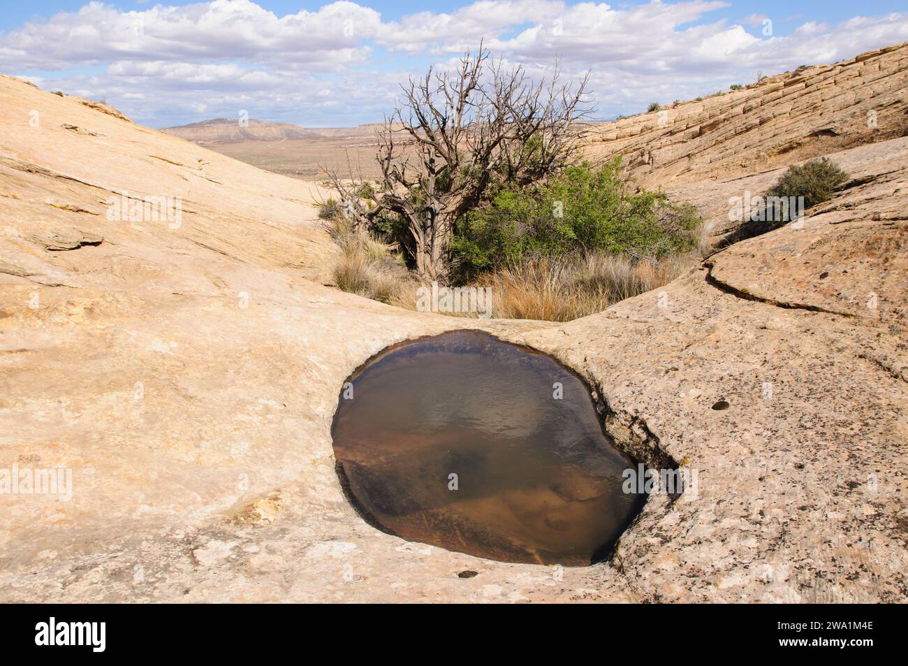 Rock pool in barren landscape in Comb Ridge, Bears Ears National ...