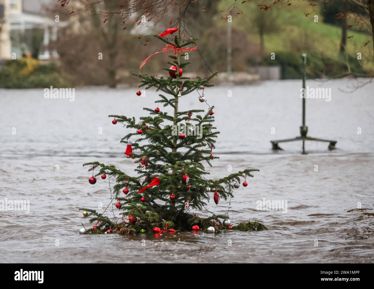 Achim, Germany. 01st Jan, 2024. A decorated Christmas tree sticks out ...