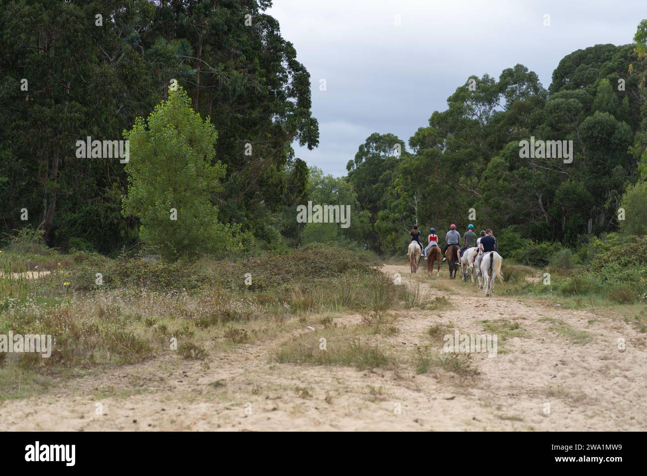 natural landscape of a forest with a group of people riding horses ...