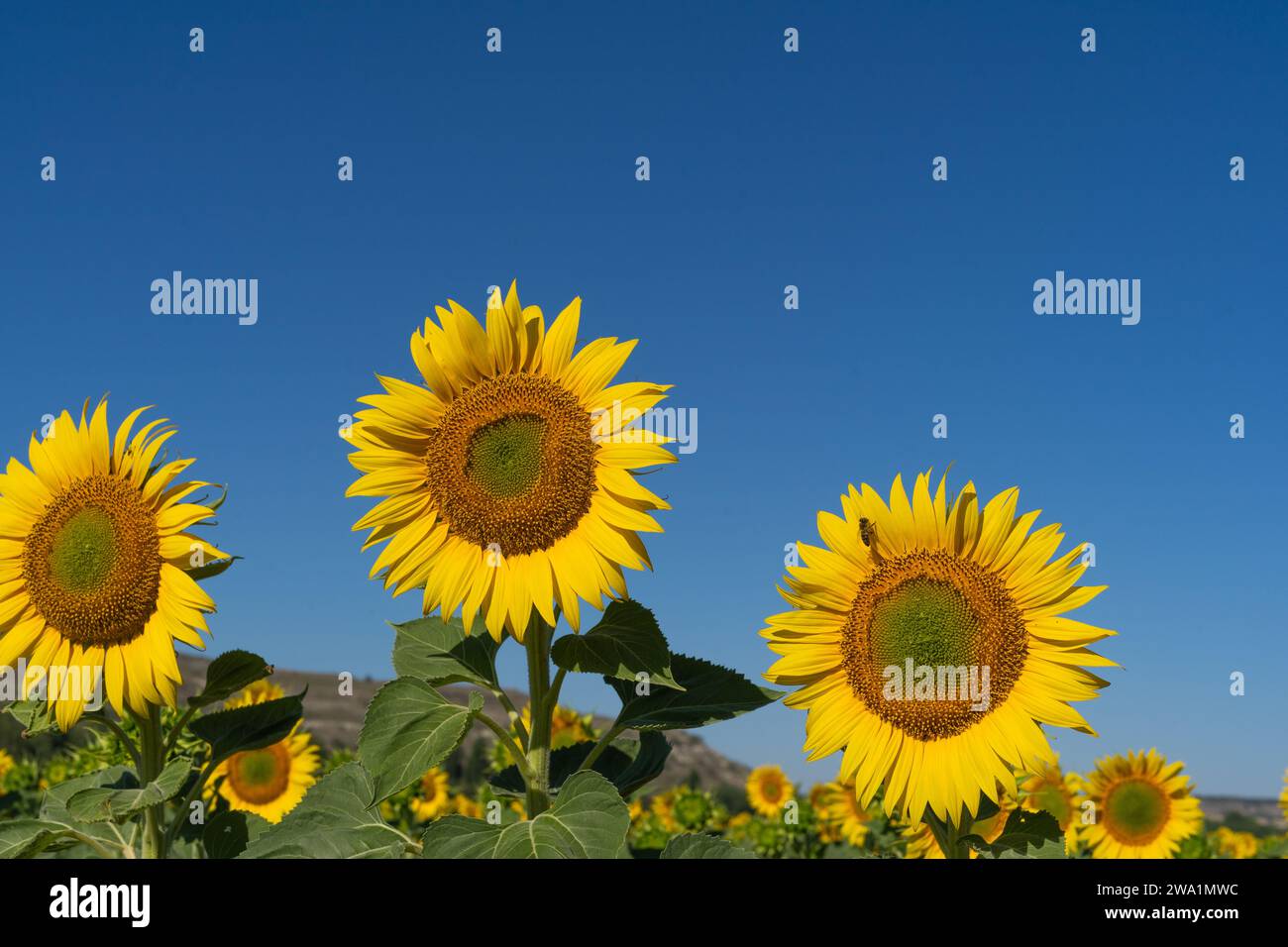 group of sunflowers looking up at the morning sun and the blue sky ...