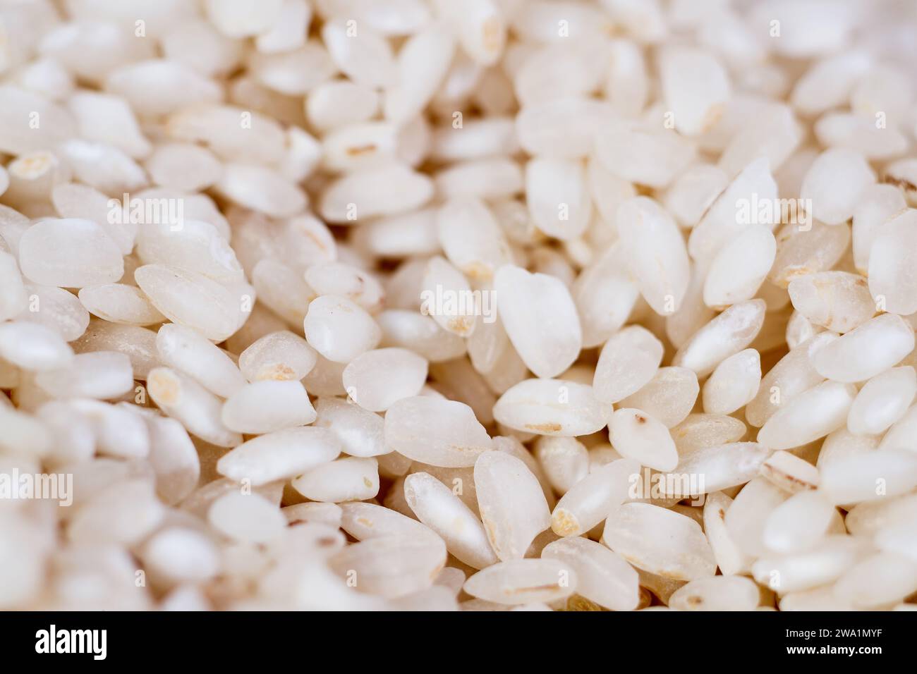 closeup of rice grains in Villajoyosa Stock Photo - Alamy
