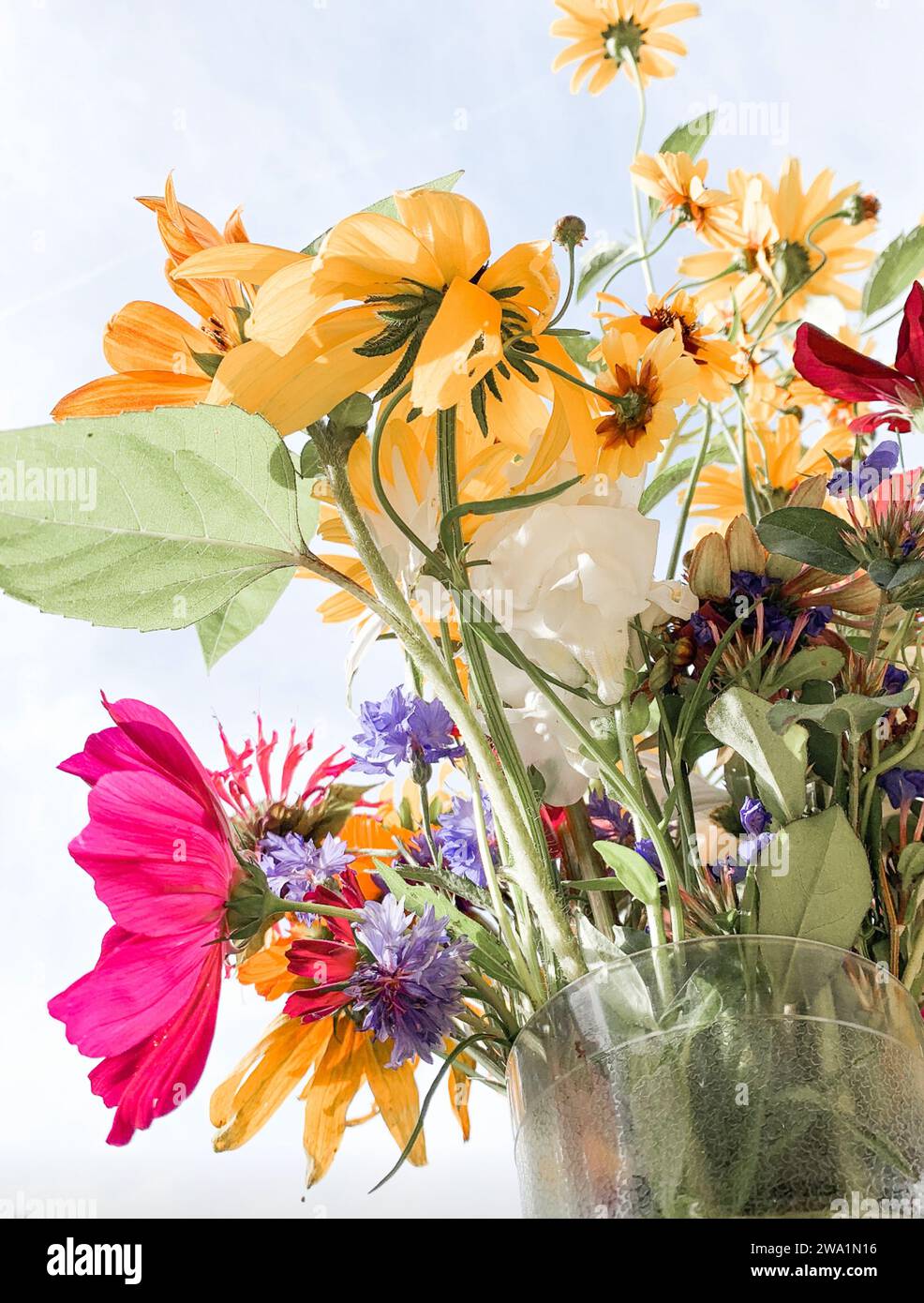 Yellow pink wild flowers hi-res stock photography and images - Alamy