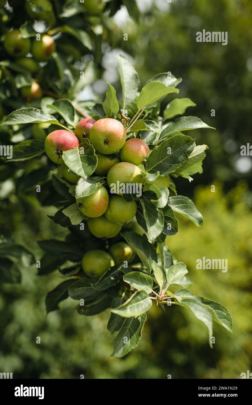 Cluster of apples on a tree branch in an apple orchard Stock Photo - Alamy