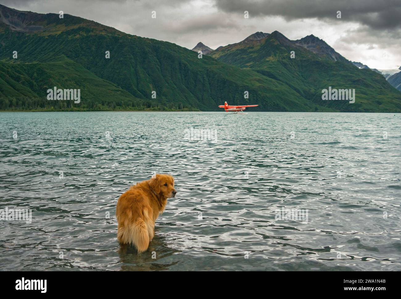 Golden retriever stands in a lake greets a float plane in Alaska Stock ...