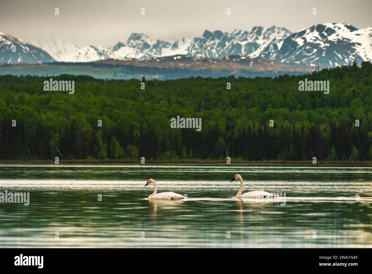 Alaska swans hi-res stock photography and images - Alamy