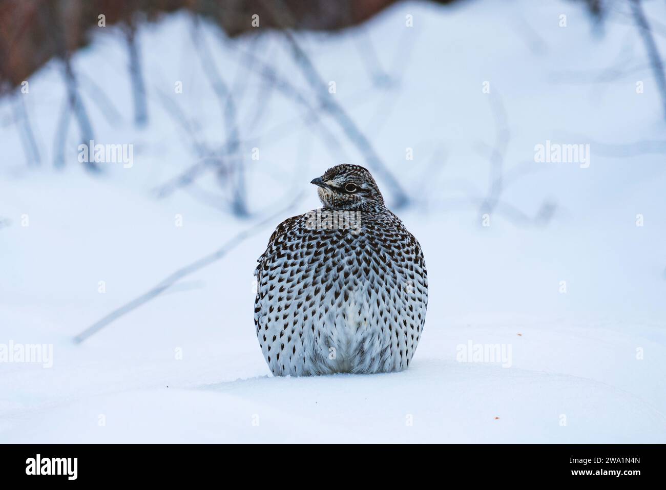 Spruce grouse huddles in the snow in Alaska Stock Photo - Alamy