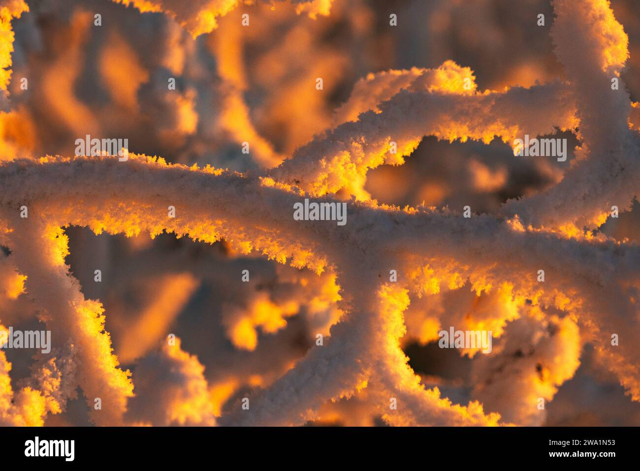 Sun sets on frozen ice crystals on a tree branch Stock Photo - Alamy