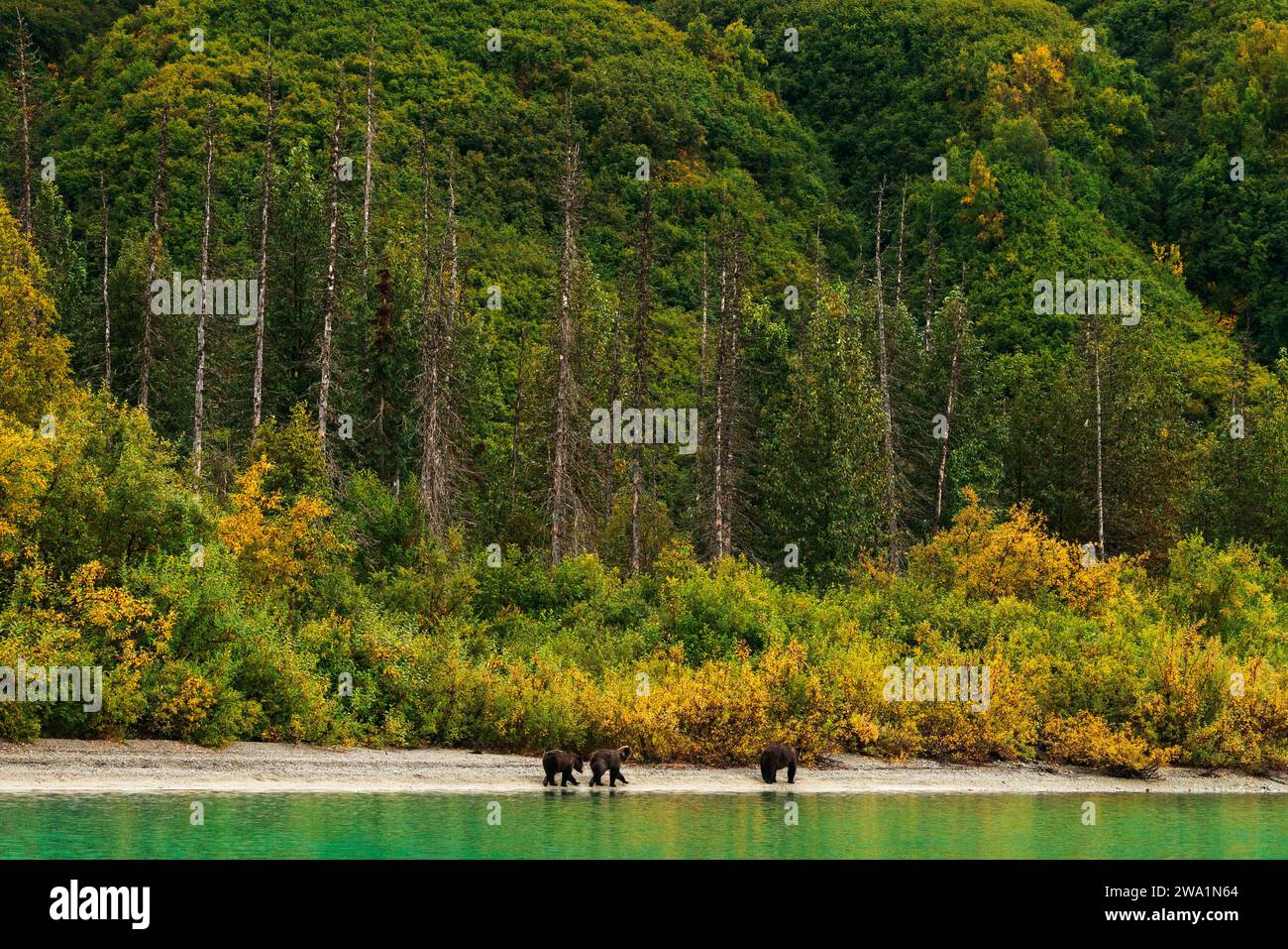 Three grizzly bears walk along the lake shore in Alaska Stock Photo - Alamy