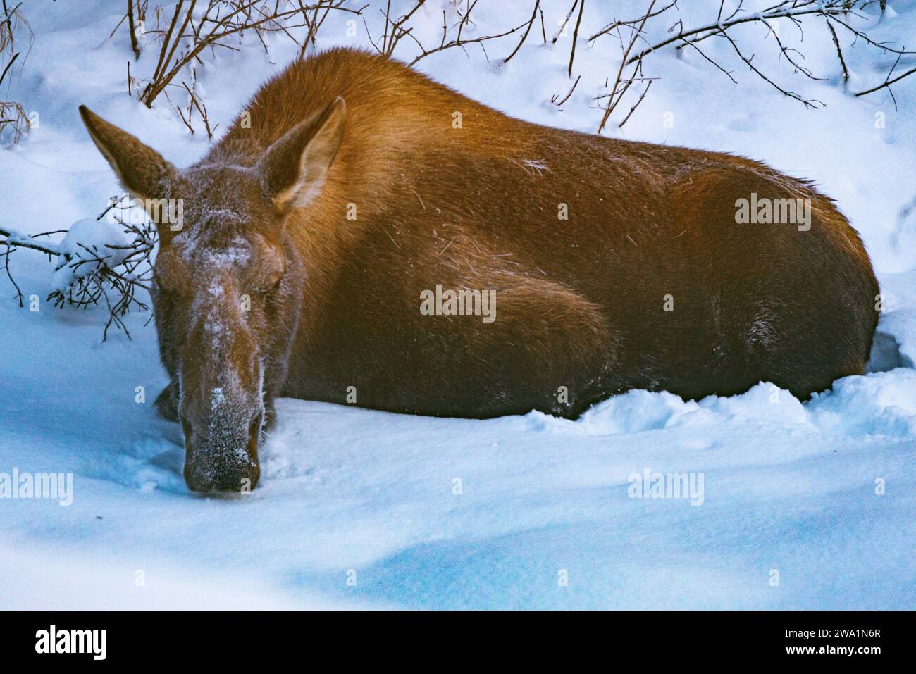 Alaska moose people hi-res stock photography and images - Alamy