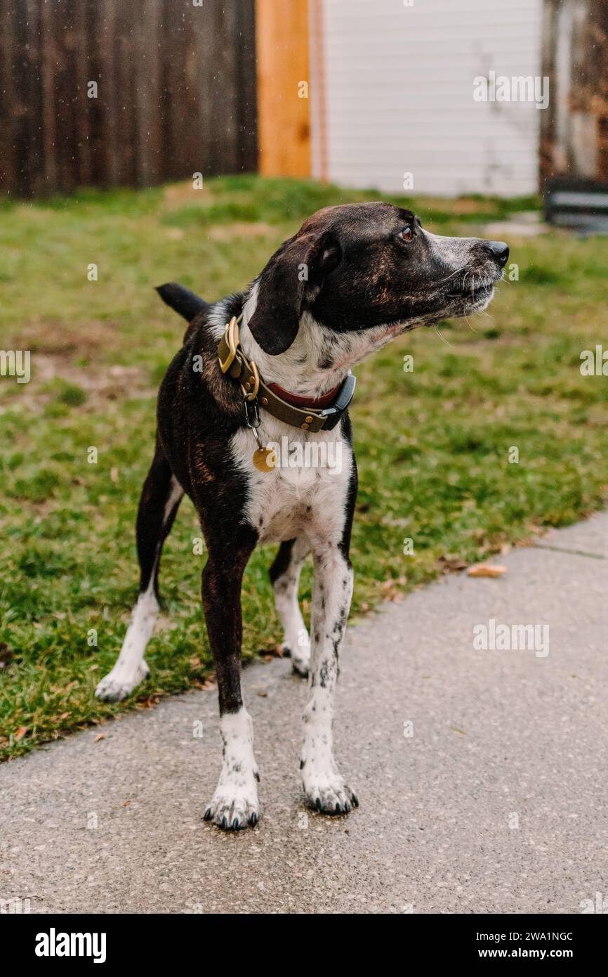 Dark brindle scent hound dog mixed breed making noise on wet rainy day ...