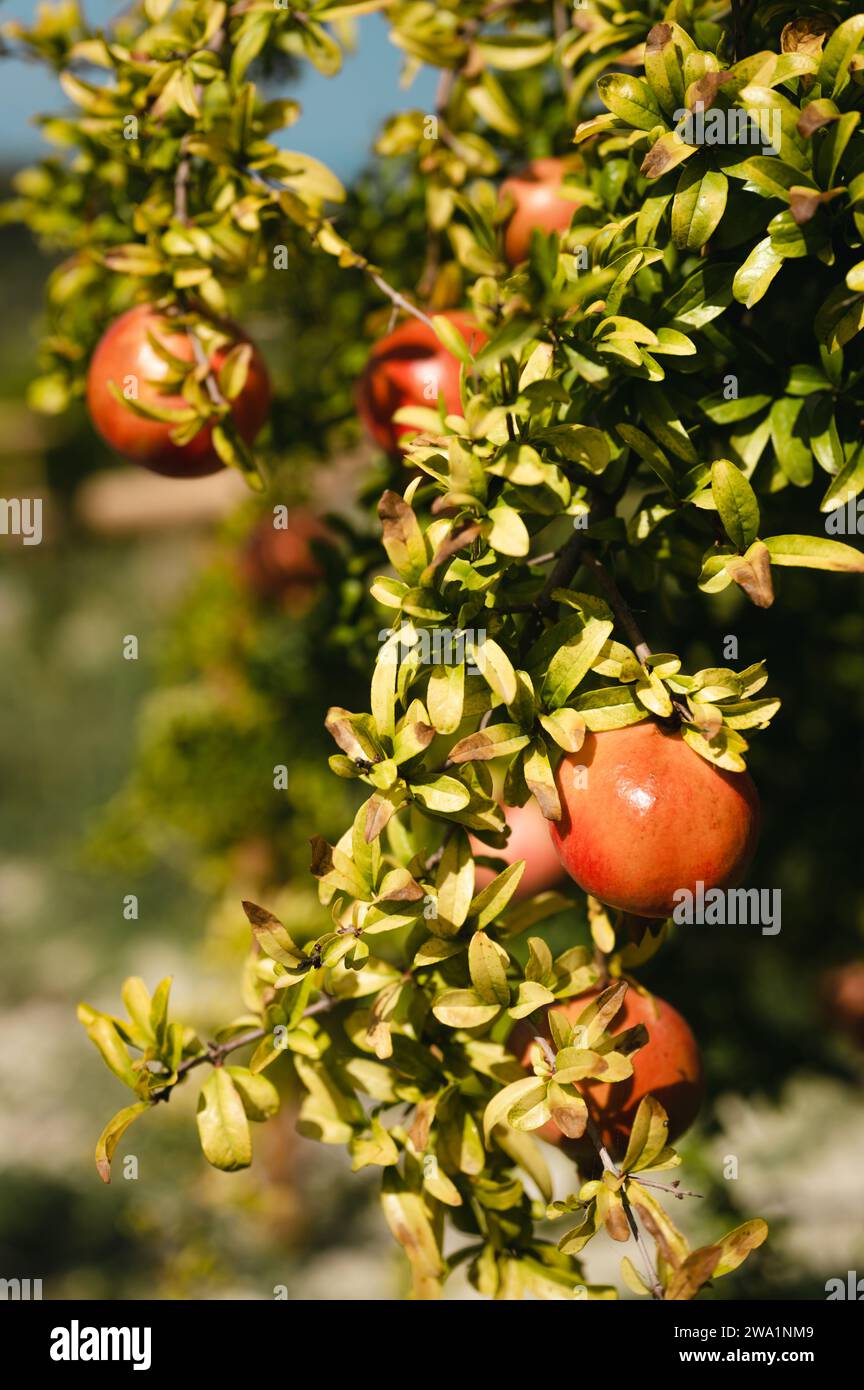 Pomegranate orchard hi-res stock photography and images - Alamy