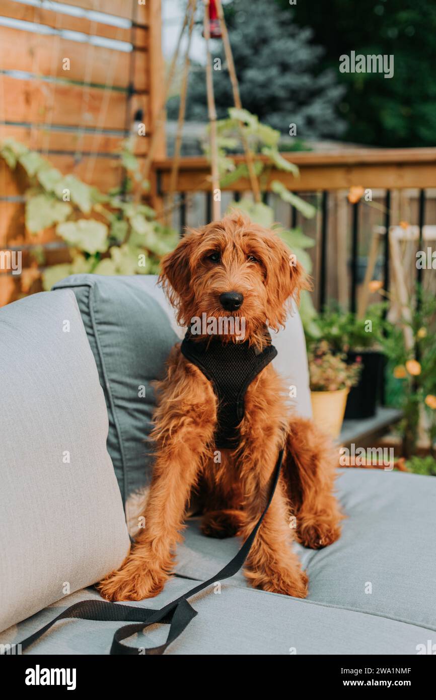 Goldendoodle Puppy sitting in the backyard garden in summer Stock Photo ...