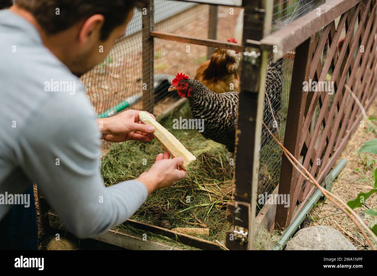Man feeding a chicken food scraps in backyard chicken coop Stock Photo ...