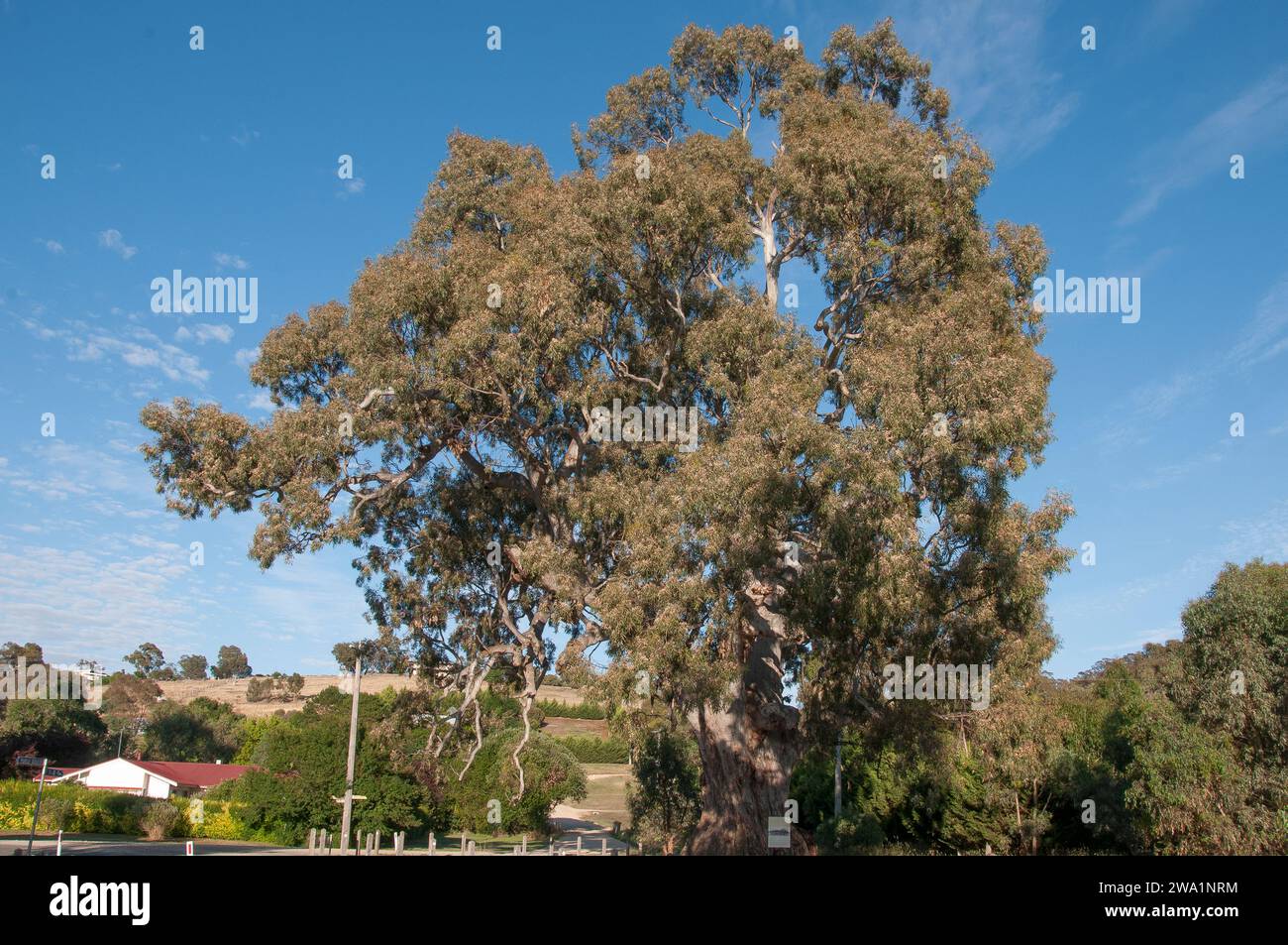 Old gum tree hi-res stock photography and images - Alamy