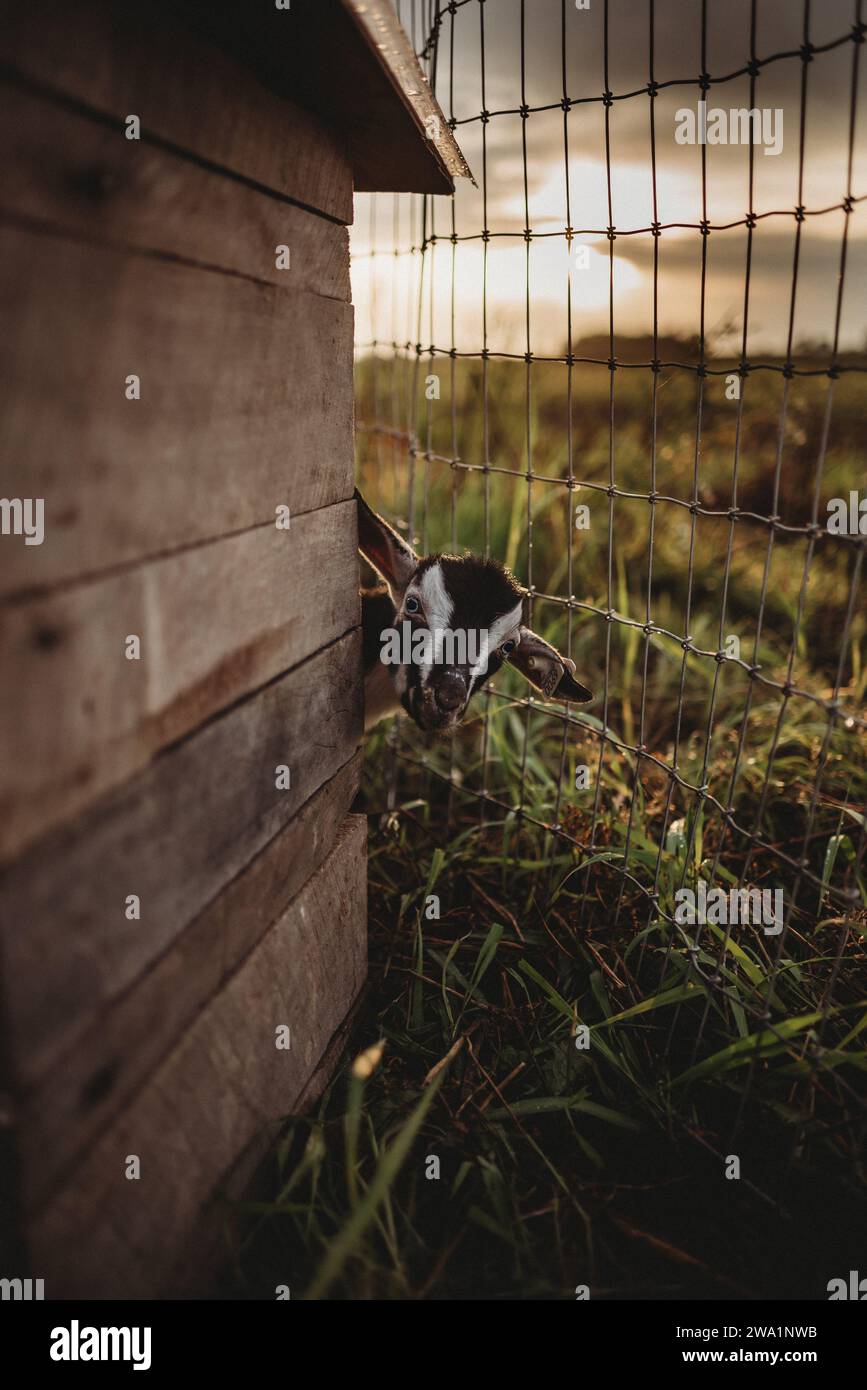 A baby goat peering around the corner of a wooden barn Stock Photo - Alamy