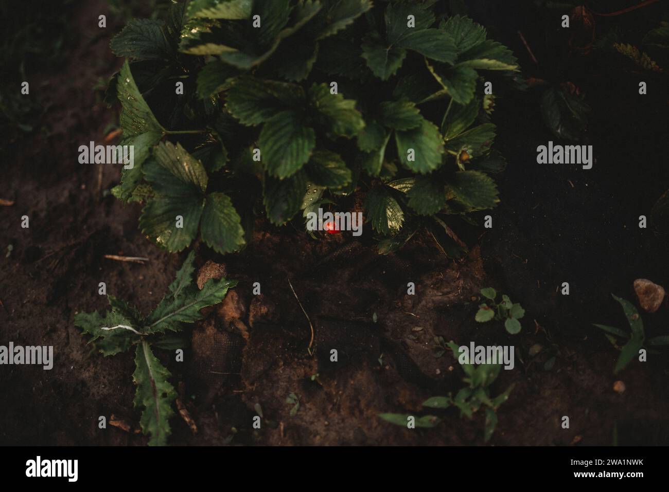 Strawberry small garden hi-res stock photography and images - Alamy