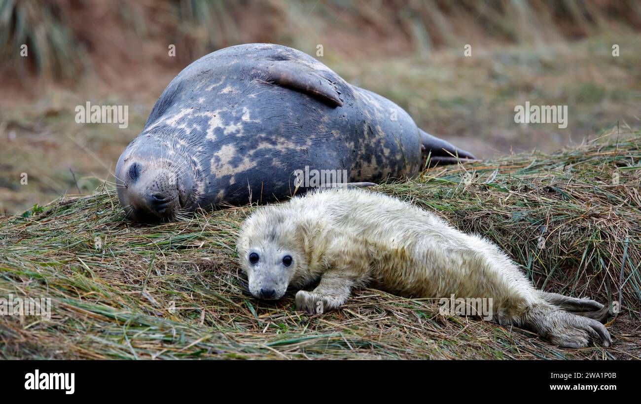 New born grey seal pups on the beach Stock Photo - Alamy