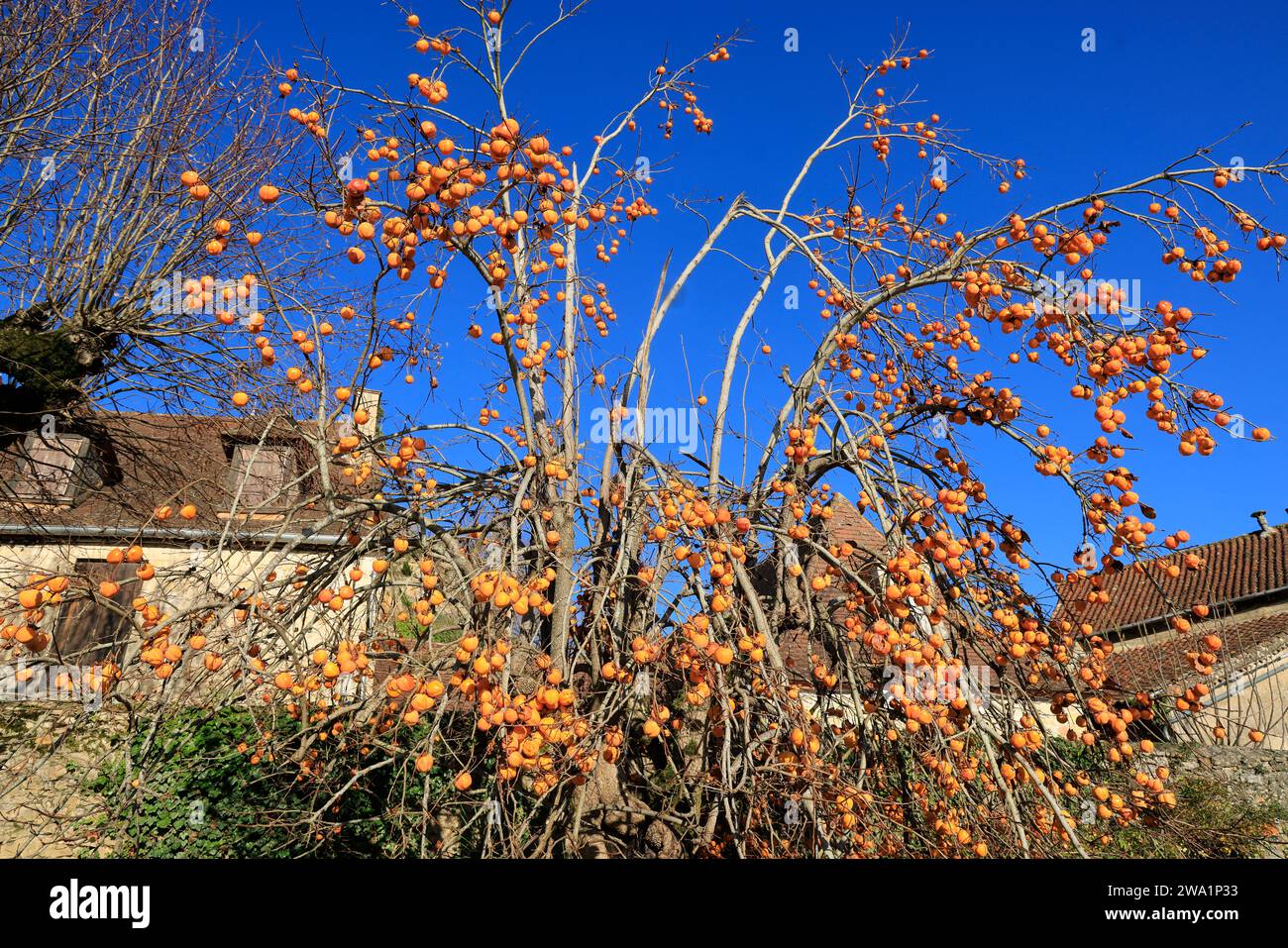 This tree is a persimmon tree whose fruit is persimmon. Ripe persimmons ...