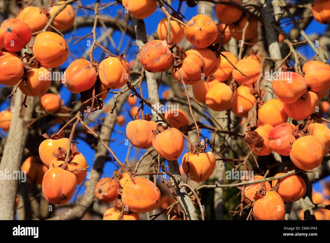 This tree is a persimmon tree whose fruit is persimmon. Ripe persimmons ...