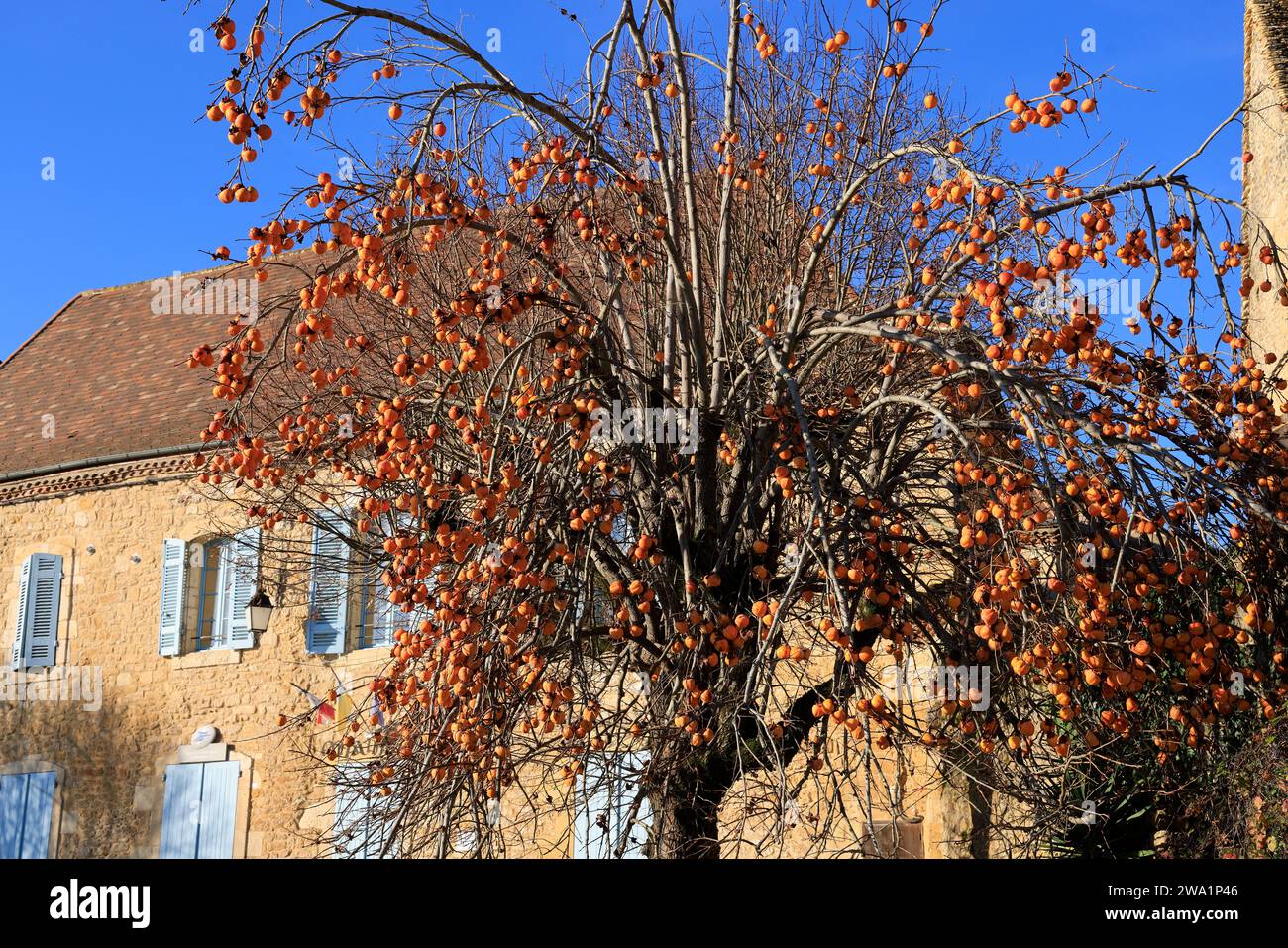 This tree is a persimmon tree whose fruit is persimmon. Ripe persimmons ...
